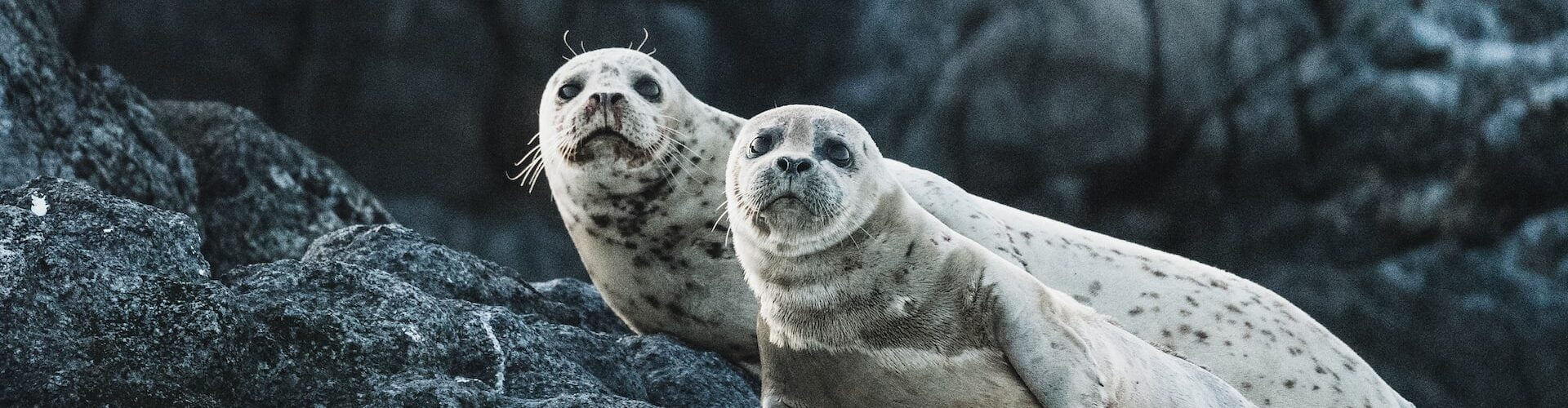 Por que jornalista recém-formado é chamado de "foca"? • HR idiomas